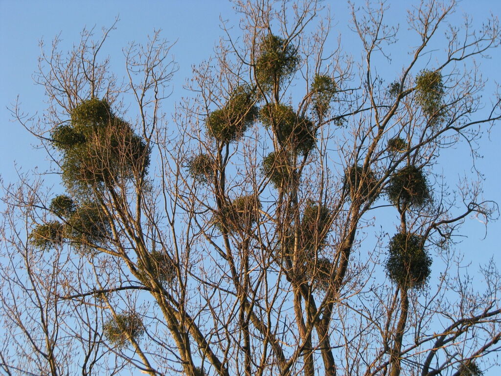 Die Mistel (Viscum album)